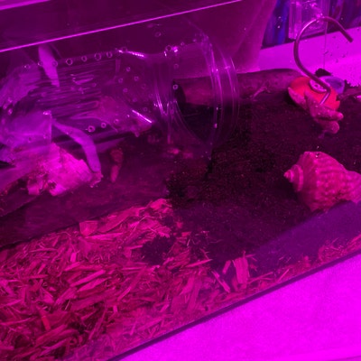 Reptile Arboreal 10 Gallon Front Opening Enclosure, Terrariums ...