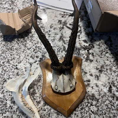 Fallow Deer Skull From Central Europe Fallow Deer dama Dama Unique ...