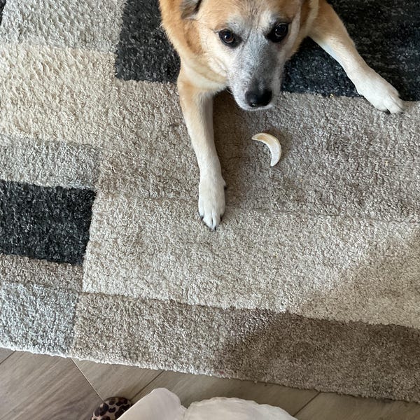 Chocolate Chip Delight Cookies (large 3”-4”) - Chocolate Chips Come in ...