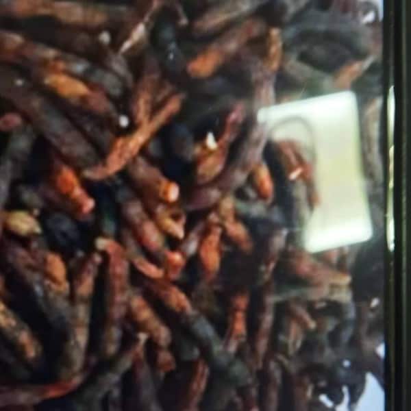 Selim Pepper, Long Grain Pepper - Xylopia Aethiopica Pods Guinea Pepper ...
