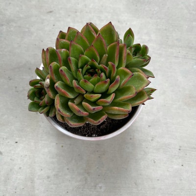 Echeveria Agavoides Scarlet Live Plant Rooted - Etsy