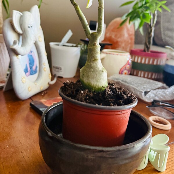 Variegated Ginger ”alpina Zerumbet” 2” Pot (ALL PLANTS Require You to ...