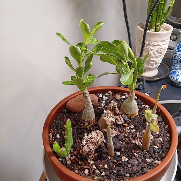 1 Grafted Double"black Purple" Adenium Obessum/desert Rose Plant. 4-6 ...