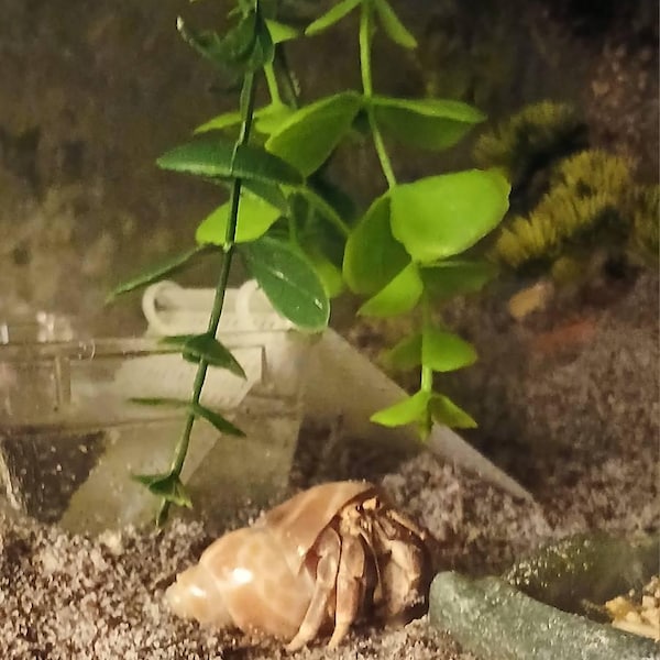 4 Pc Mini Lotus Pod Climbers - Tank Enrichment - Etsy