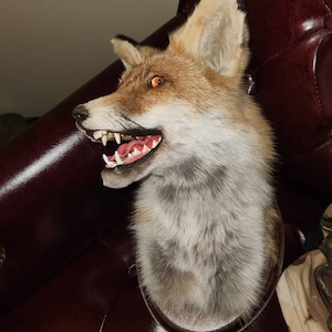 Roe Deer capreolus Capreolus Taxidermy Mounts Horns Stuffed Wall ...