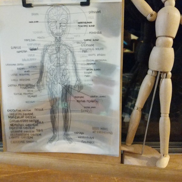 Anatomy Flipbook and Coloring - Etsy