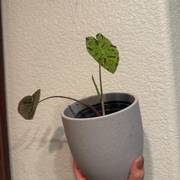 Live Angel Wing Begonia medora Starter Plant USA SELLER - Etsy