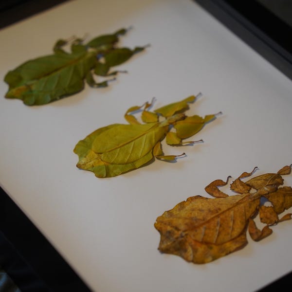 Ornithoptera Goliath Procus, Goliath Birdwing, Green Birdwing ...