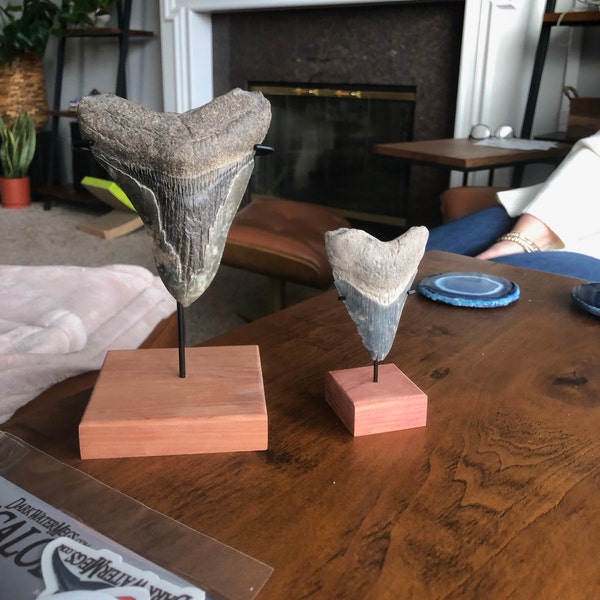 Extra Large Megalodon Shark Tooth Stand - Shark Teeth Stand Custom ...