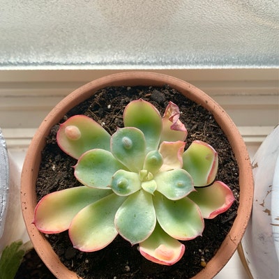 Rare Succulent Echeveria Raindrops Frills - Etsy
