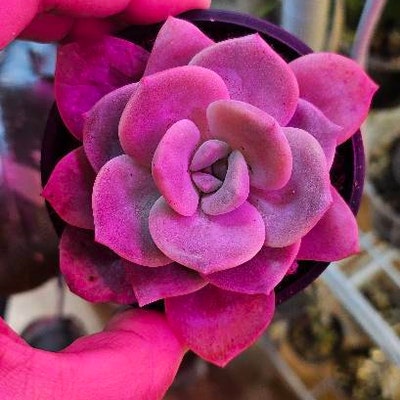 Echeveria Caviar/ Pachyphytum Caviar Imported Succulent - Etsy