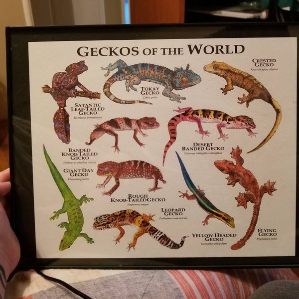 Geckos of the World Poster Print - SIGNED BY ARTIST! - Etsy UK