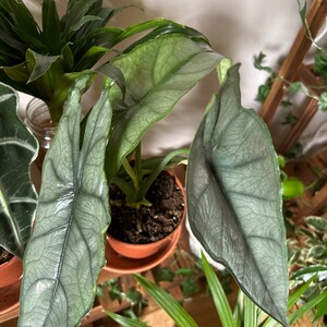 85 100cm Monstera Deliciosa Taurii XL Swiss Cheese Plant 27cm Pot House ...