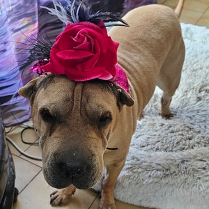 Pink Color Wig /pet Wig for Dog or Cat /halloween Pet Wig /halloween ...