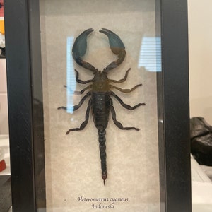 Real Tiny Blue Butterfly Framed Taxidermy Jamides Euchylas - Etsy