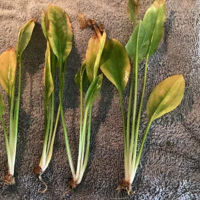 BUY2GET1FREE Java Moss, Bogor Moss Aquarium Plant Easy Aquarium Plant ...