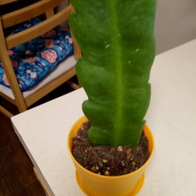 German Empress Epiphyllum 1 Cutting disocactus Phyllanthoides 6 8 ...