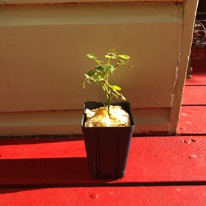 Beautiful Soft Pink Rose, Live Potted Plant With Healthy Own Roots F7 ...