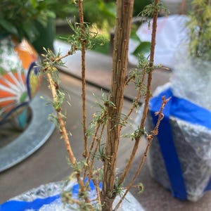 Bristlecone Pine. Pinus Aristata. Natural Dwarf. Young Tree Ready for ...