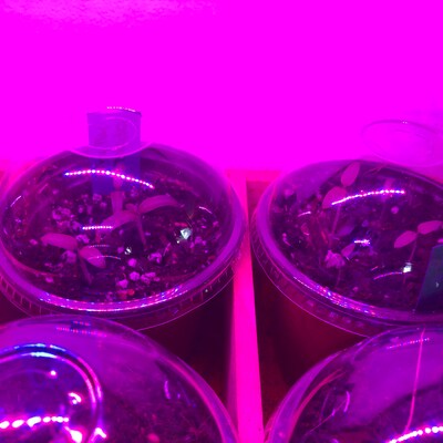 Tiny Tim Miniature Heirloom Tomato, 15 Seeds, Teeny Fruit, Patio Plant ...