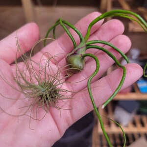 Tillandsia Bulbosa Alien Air Plant - Etsy