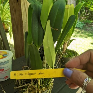 Rby. Copper Queen 'H&R' Near Blooming Size Brassavola - Etsy