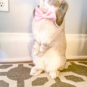Tuxedo for Rabbits, Cats, Small Dogs, Bunny & Small Pets. Suit. Wedding ...