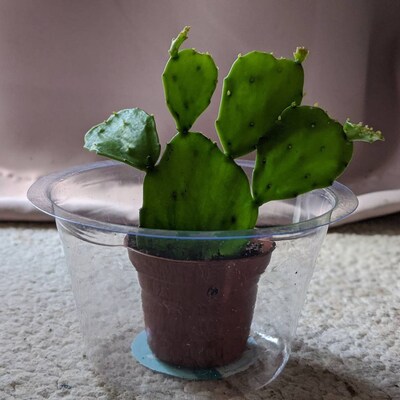 Mini Nopalea Cochenillifera cochineal Nopal Green Cactus Rare Succulent ...