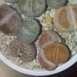 Lithops Rock Succulent Plant One Potted Plant - Etsy