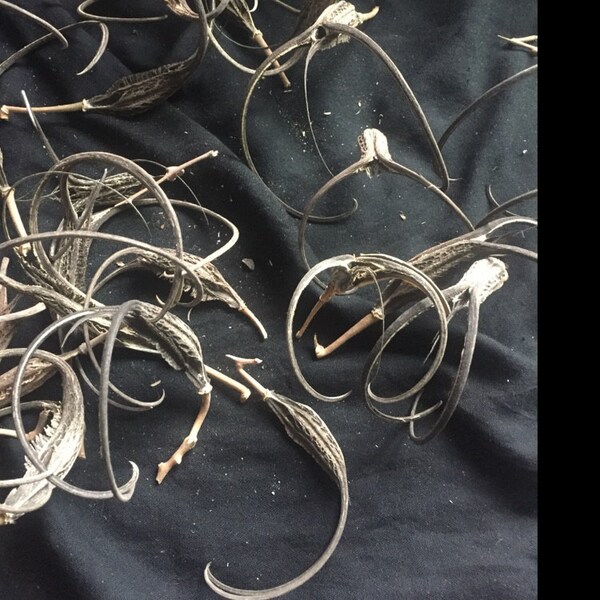 Devils Claw Seed Pods/craft Material/ Crafting Pods /20 Pods/unicorn ...