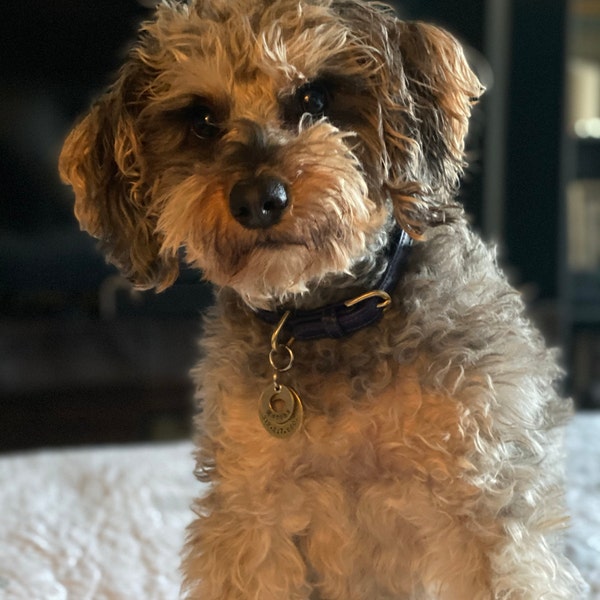 Moon Shadow Rugged Stainless Steel and Brass Dog Tag - Washer Pet ID ...