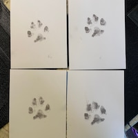 Inkless Pet Paw Print Kit | Get High-quality Paw Prints With Zero Ink ...
