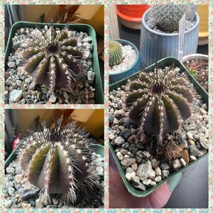 Crassula Picturata tiger Jade 4 - Etsy