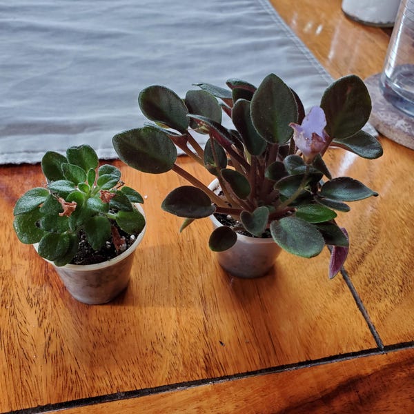 Micro Mini African Violet Le-river Rein (potted, Ships Potted) - Etsy