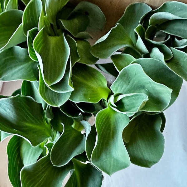 Hosta Fruit Loop Shade Perennial, Quart Corrugated Leaves - Etsy