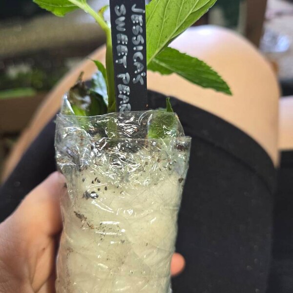 Basil, Everleaf Emerald Towers, Ocinum Basilicum, 50 Organic Seeds ...