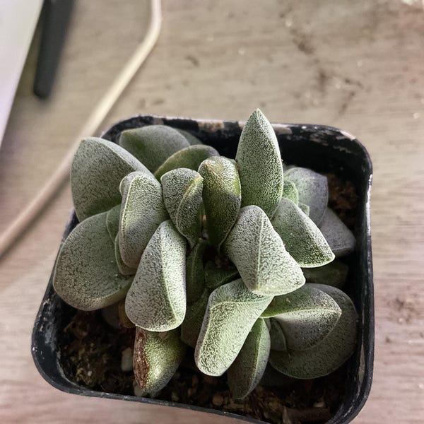 Crassula Morgans Beauty, Silver Springtime in 2 4 Pot - Etsy