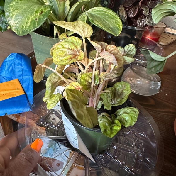 Sanna Tradescantia – Variegated Trailing Houseplant With Green & White ...