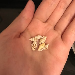 Mixed Nassa Shells-white/tan Small Shells-beach Home Decor-crafting ...