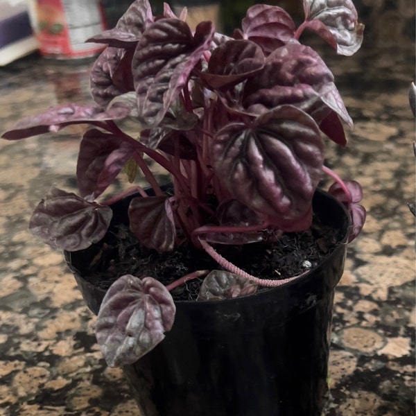 Red Ripple Peperomia - Caperata- 4in Pot - Tropical Indoor Houseplant ...