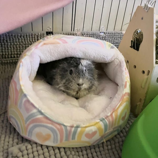 Make Your Own Guinea Pig Slipper Snug: Digital Sewing Pattern and ...