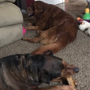 2 Pack of Aloha Crunch Bites. Churpi Yak Himalayan Puffs | Etsy