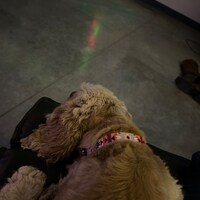 Treeline Dog Collar Trees Forest Nature Outdoors - Etsy