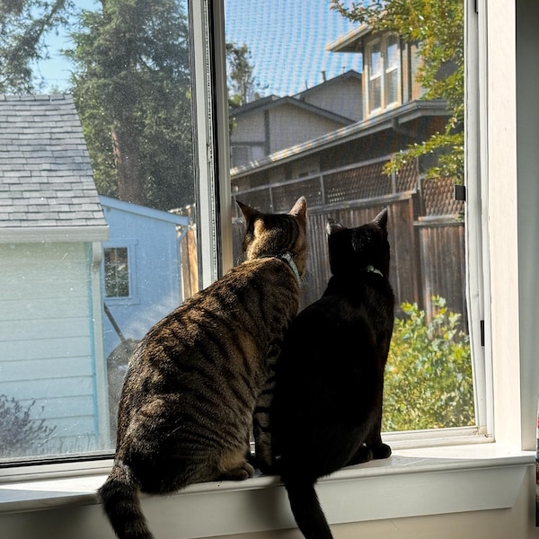 Crow Distelfink Hex Sign, Metal Wall Art, Pennsylvania Folkart Design ...