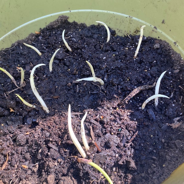 12 Lily of the Valley Root Systems, Fragrant Bell Shaped Flowers - Etsy