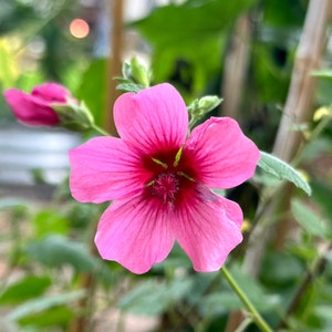 Geffner Atemoya 1 Plant 2 to 3 Feet Tall Ship in 3gal Pot - Etsy