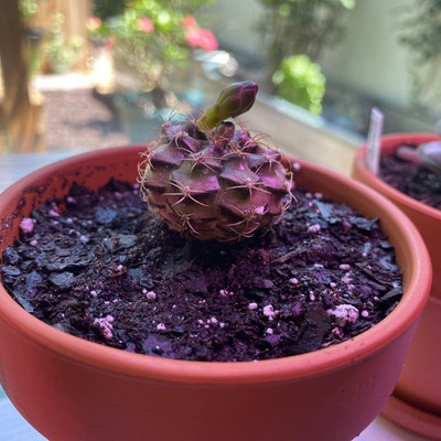 Variegated Baby Sun Rose Ice Plant Pink Succulent Rare - Etsy