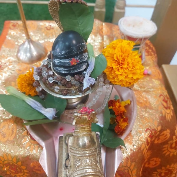 Star Apple Tree Green/purple Caimito Grafted Plant 2 Ft Tall - Etsy