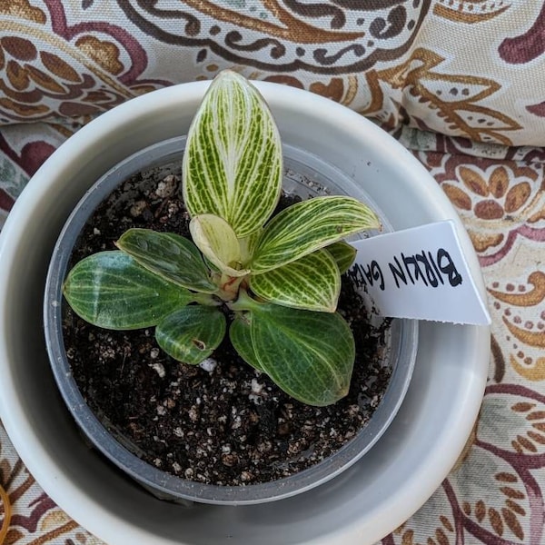 Philodendron Birkin Galaxy Starter Plant (ALL STARTER PLANTS Require ...