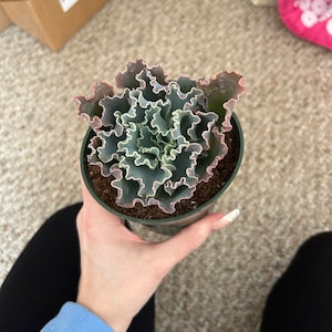 2, 4, 6 Pot of Echeveria Blue Curls Rare Succulent Plant Shipped Bare Roots - Etsy